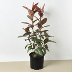 Ficus Elastica 'Ruby Pink' | Indoor Plant | Tropical Plant | Potted ...