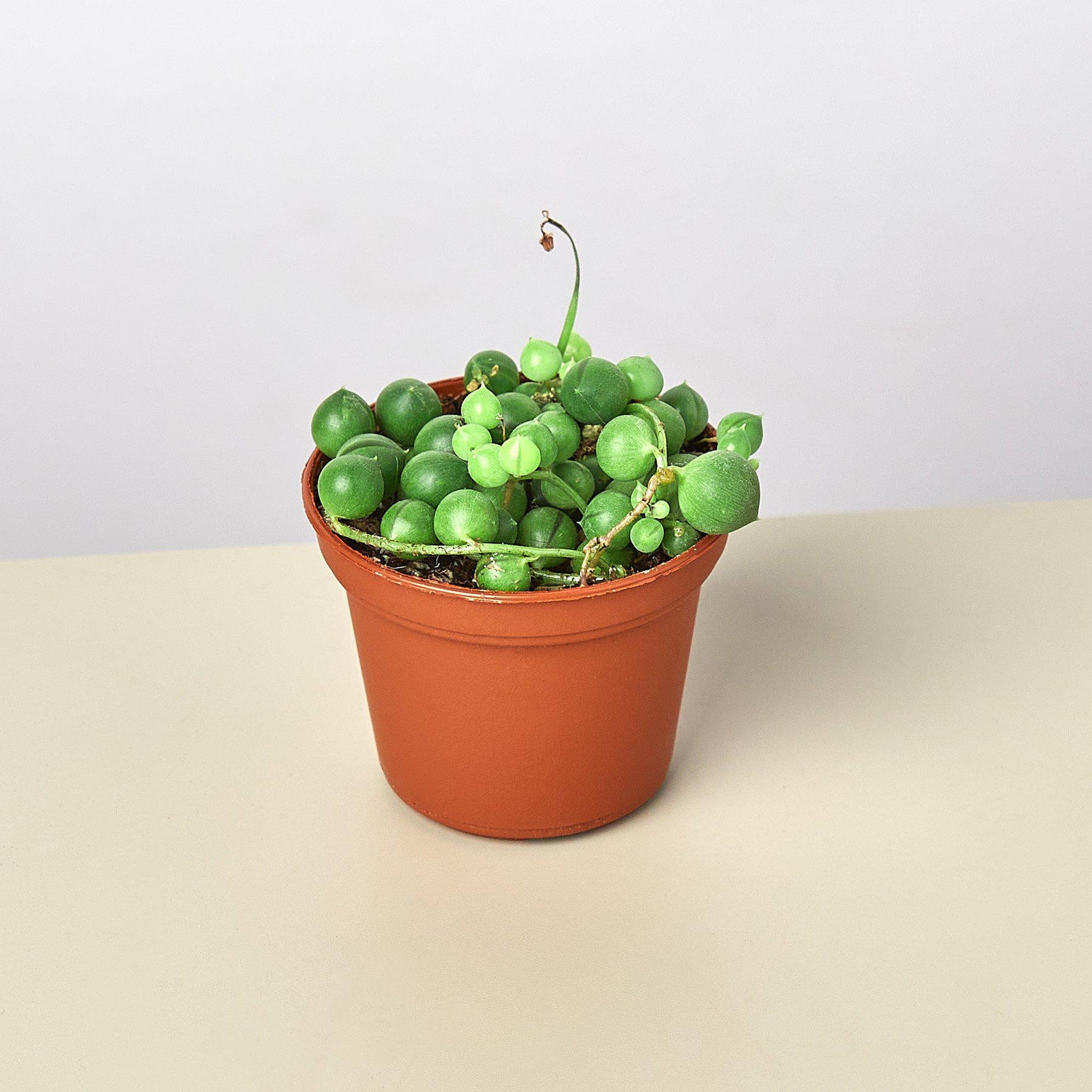 Succulent 'String of Pearls' — House Plant Shop