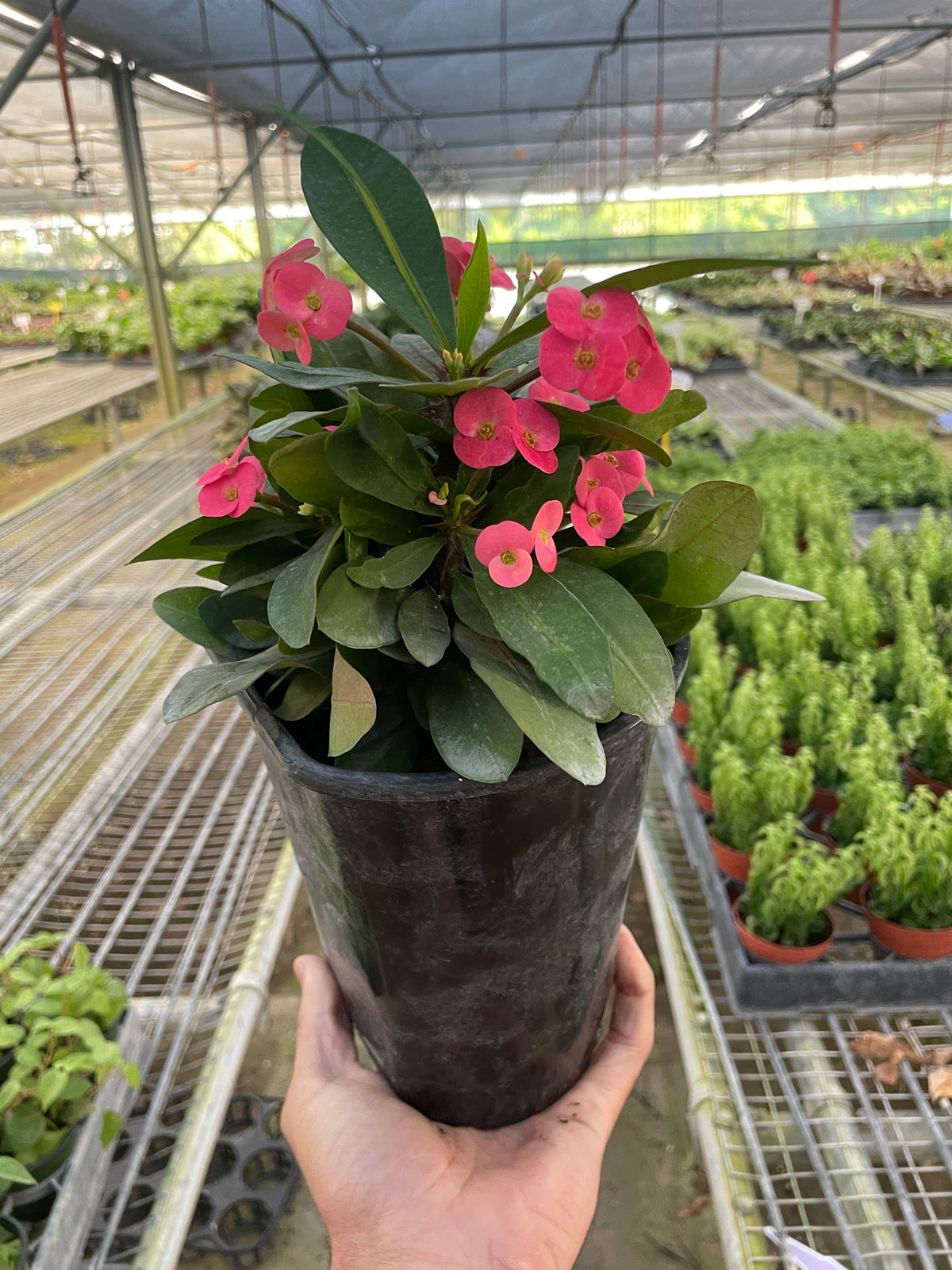 Crown of Thorns| Indoor Plant | Tropical Plant | Potted Plant — House ...
