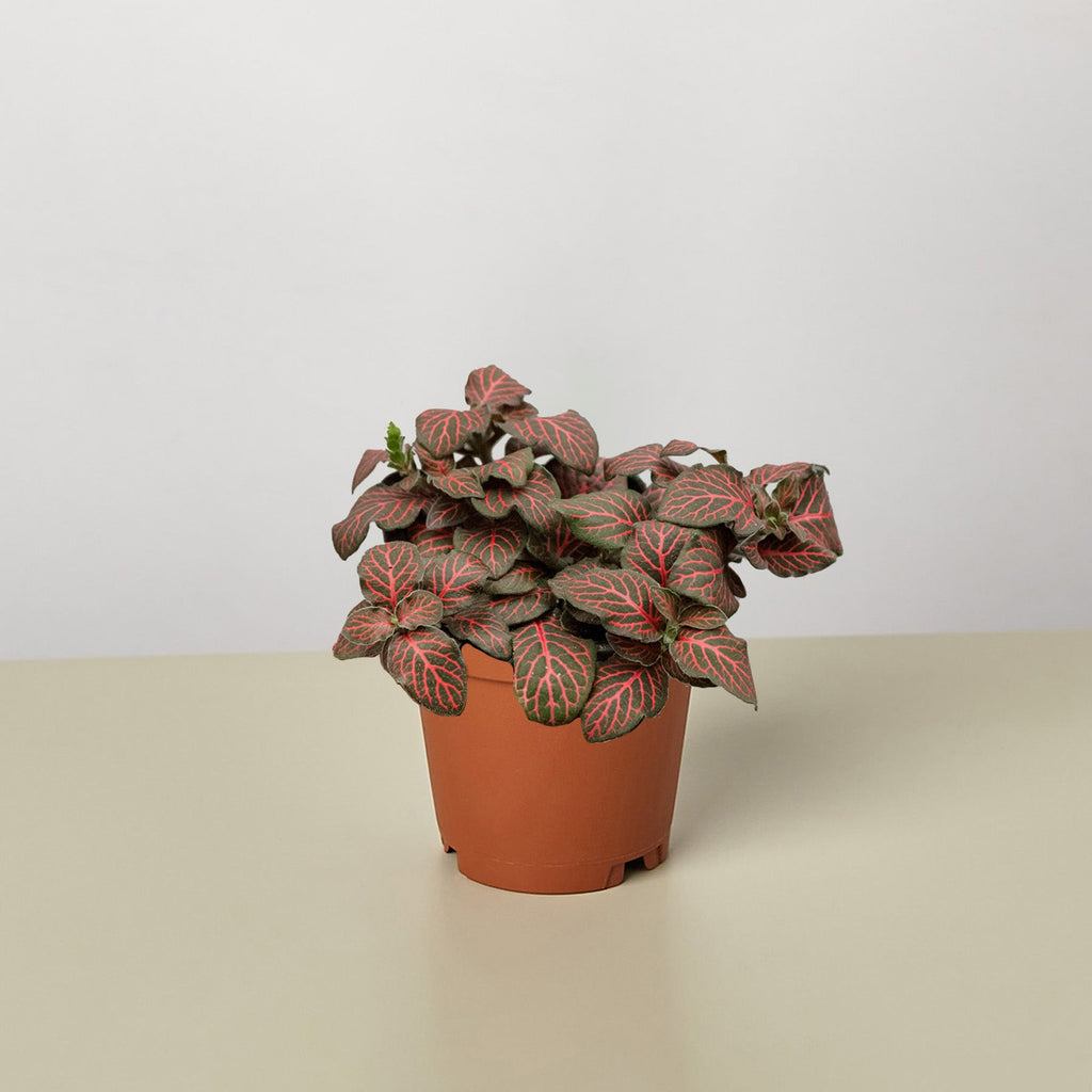 Fittonia Care Guide — House Plant Shop