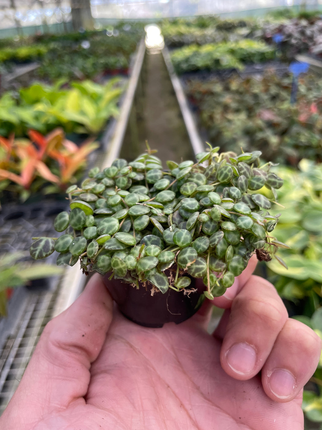 Peperomia Prostrata 'String of Turtles' — House Plant Shop