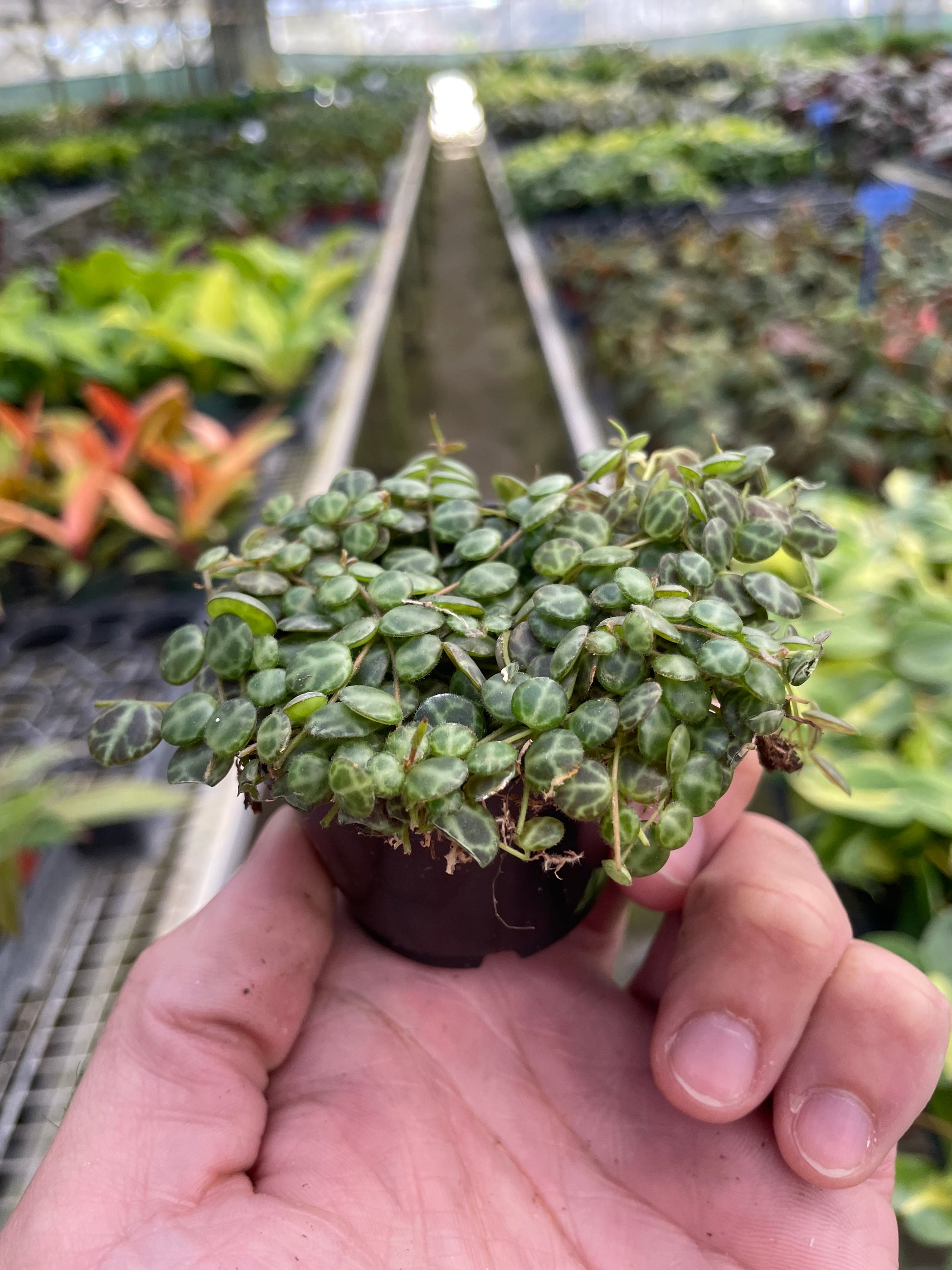 Peperomia Prostrata 'String of Turtles' — House Plant Shop
