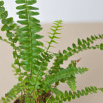 Jester's Crown Fern | Indoor Plant | Tropical Plant | Potted Plant ...
