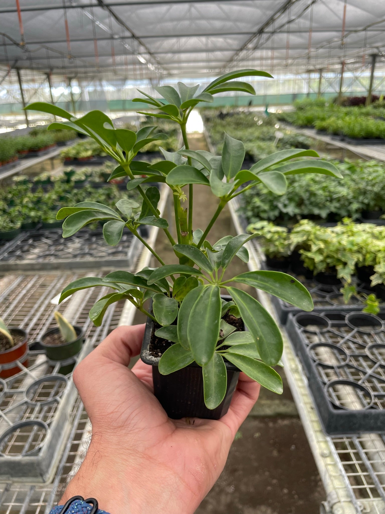Schefflera Care Guide — House Plant Shop
