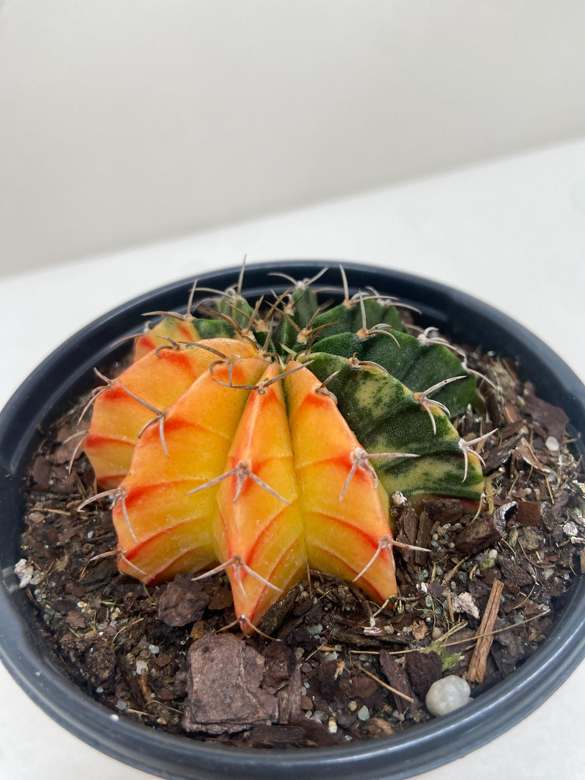 multi coloured cactus