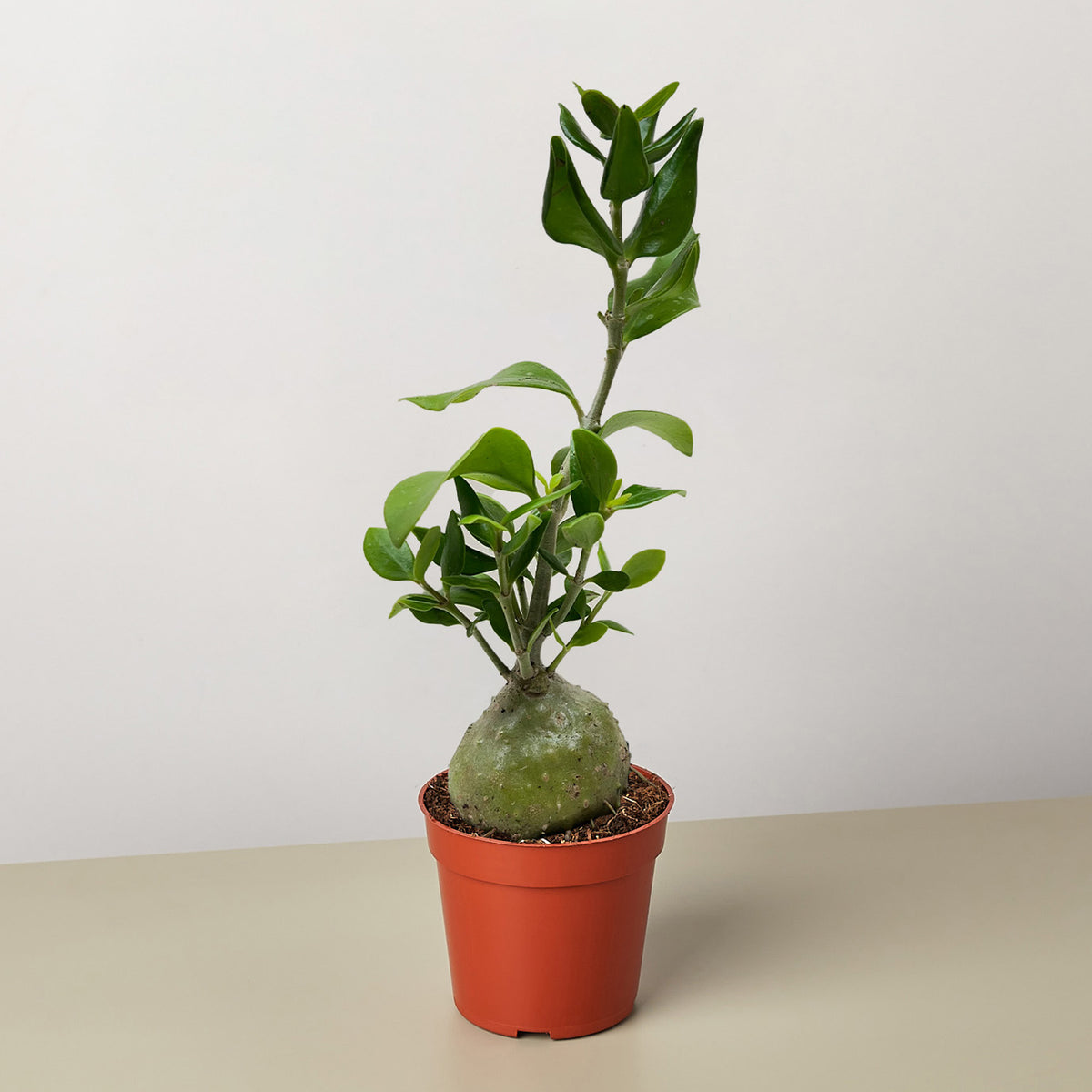 Ant Plant | House Plant Wholesale — House Plant Shop