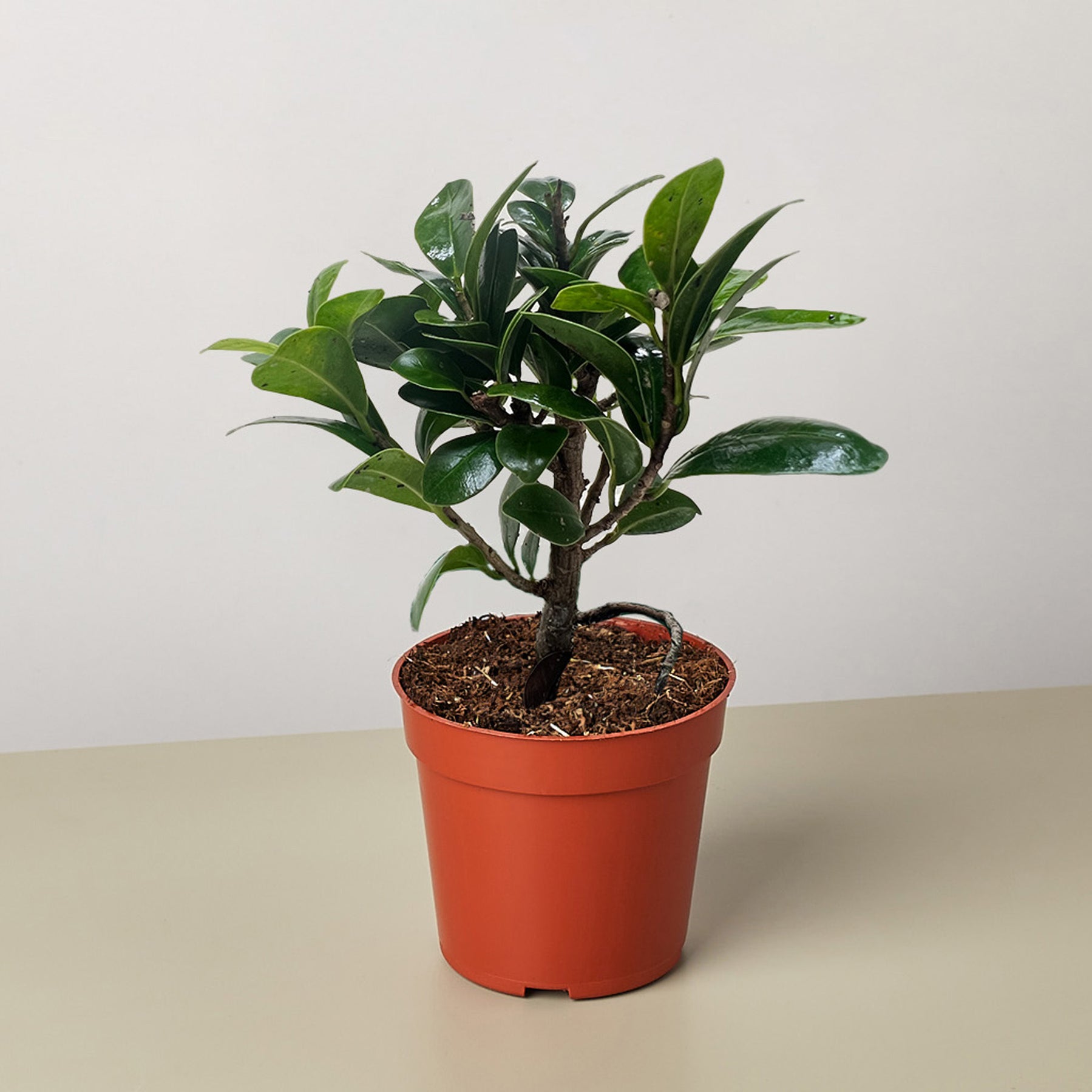 Bonsai Ficus Compacta | House Plant Wholesale — House Plant Shop