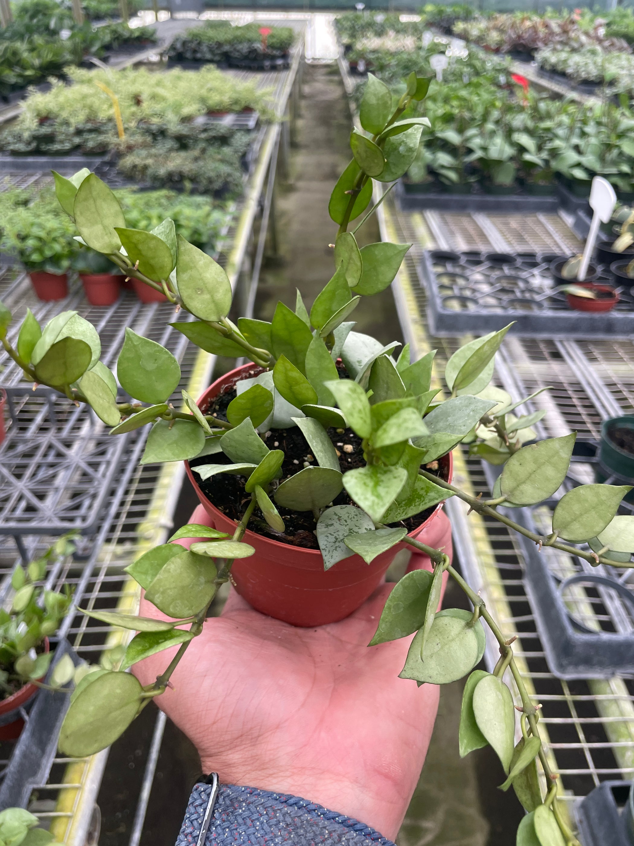 Hoya Krohniana Super Silver — House Plant Shop