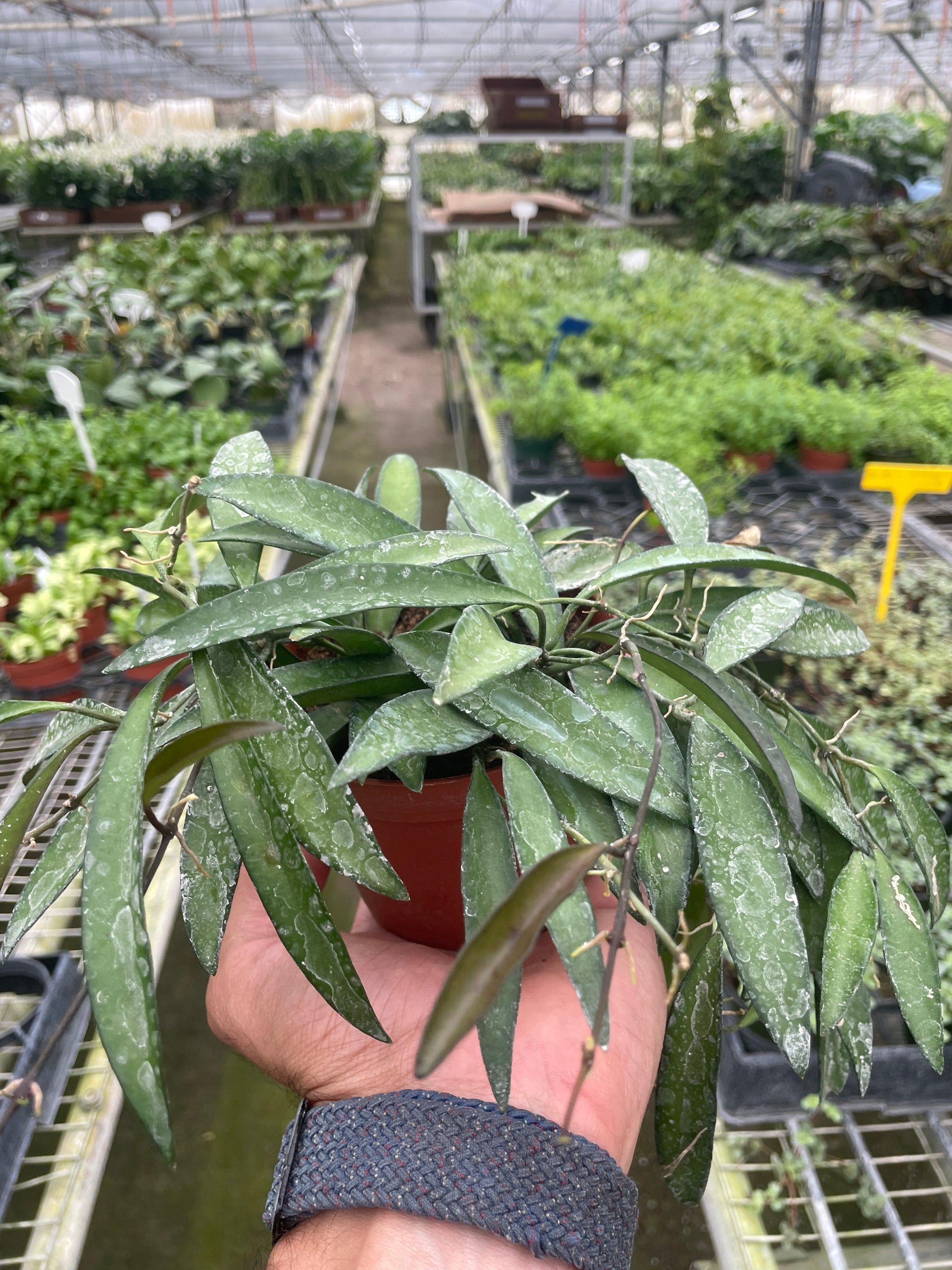Hoya Wayetii — House Plant Shop