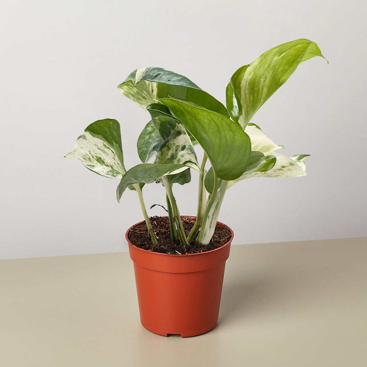 Pothos 'Manjula' | House Plant Wholesale — House Plant Shop