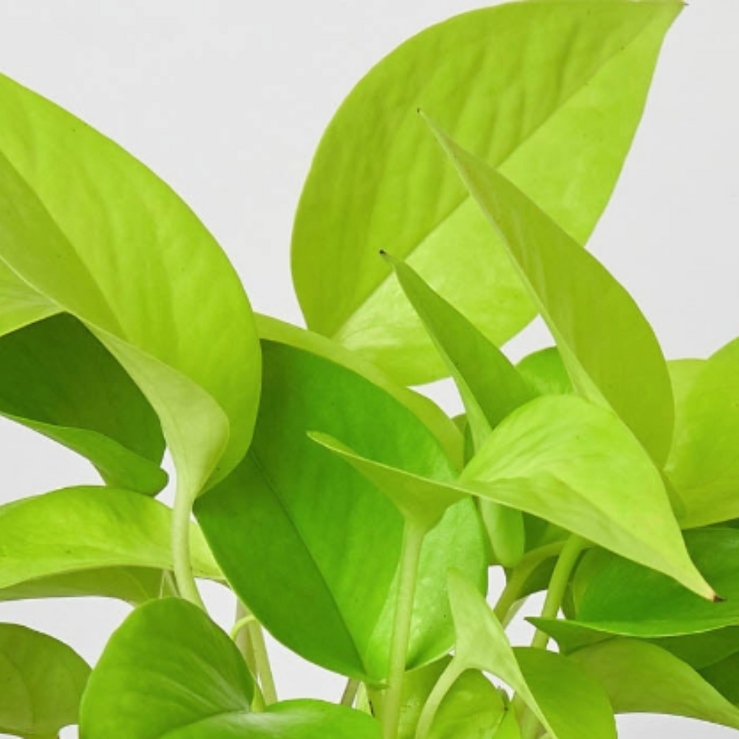Pothos Plants — House Plant Shop