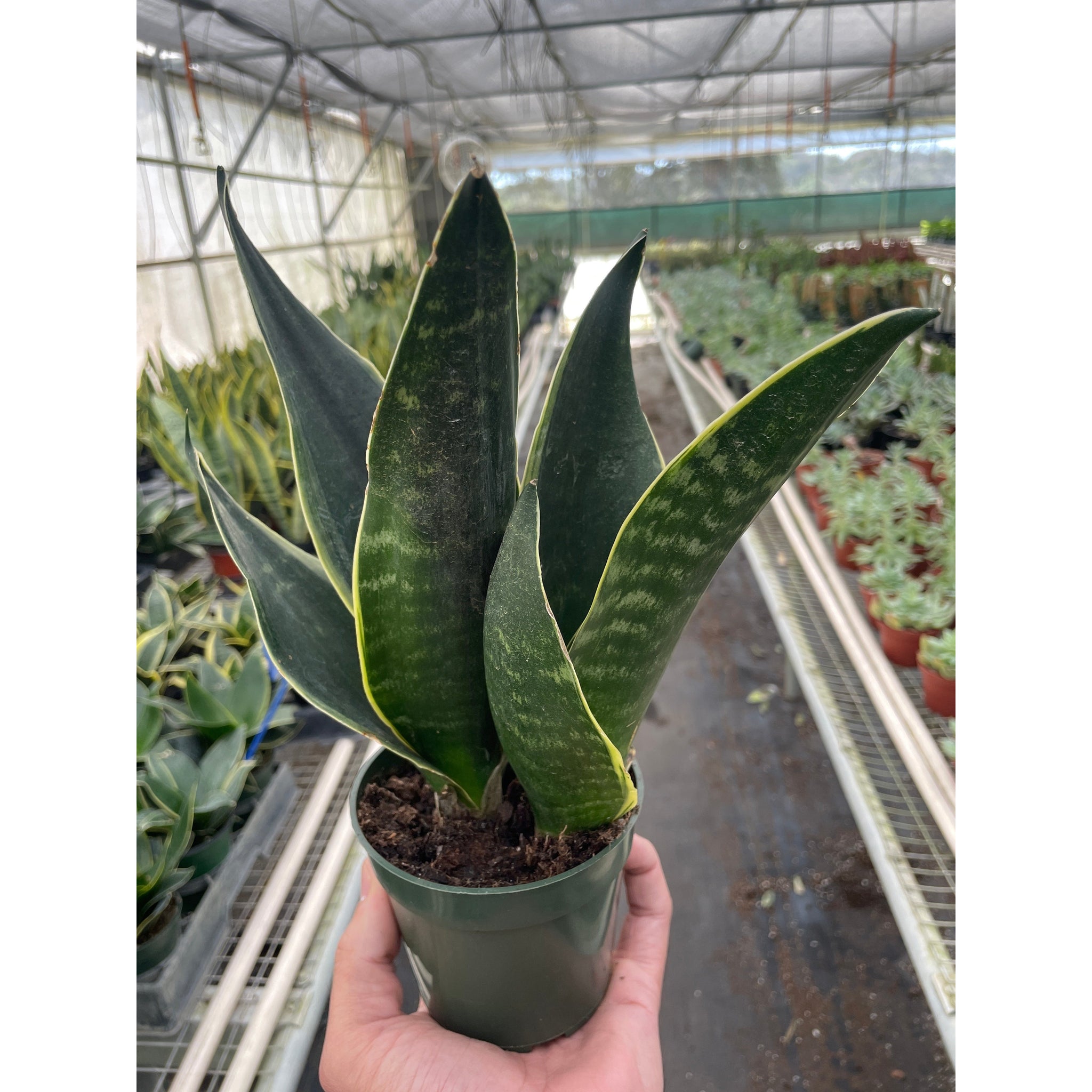 Rare Plants — House Plant Shop