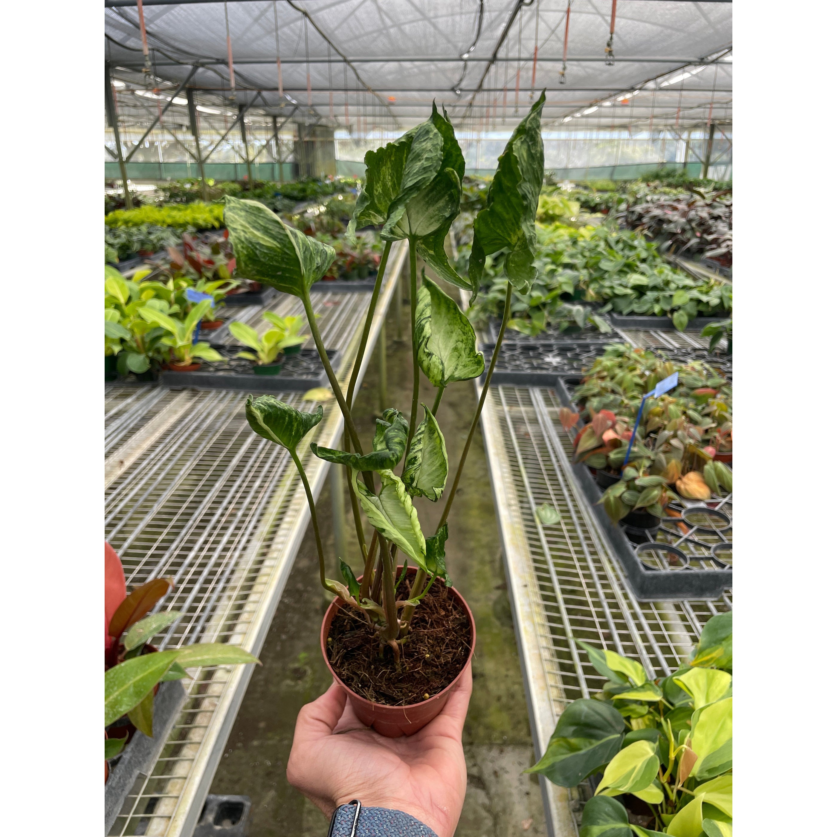 Syngonium 'Godzilla' — House Plant Shop