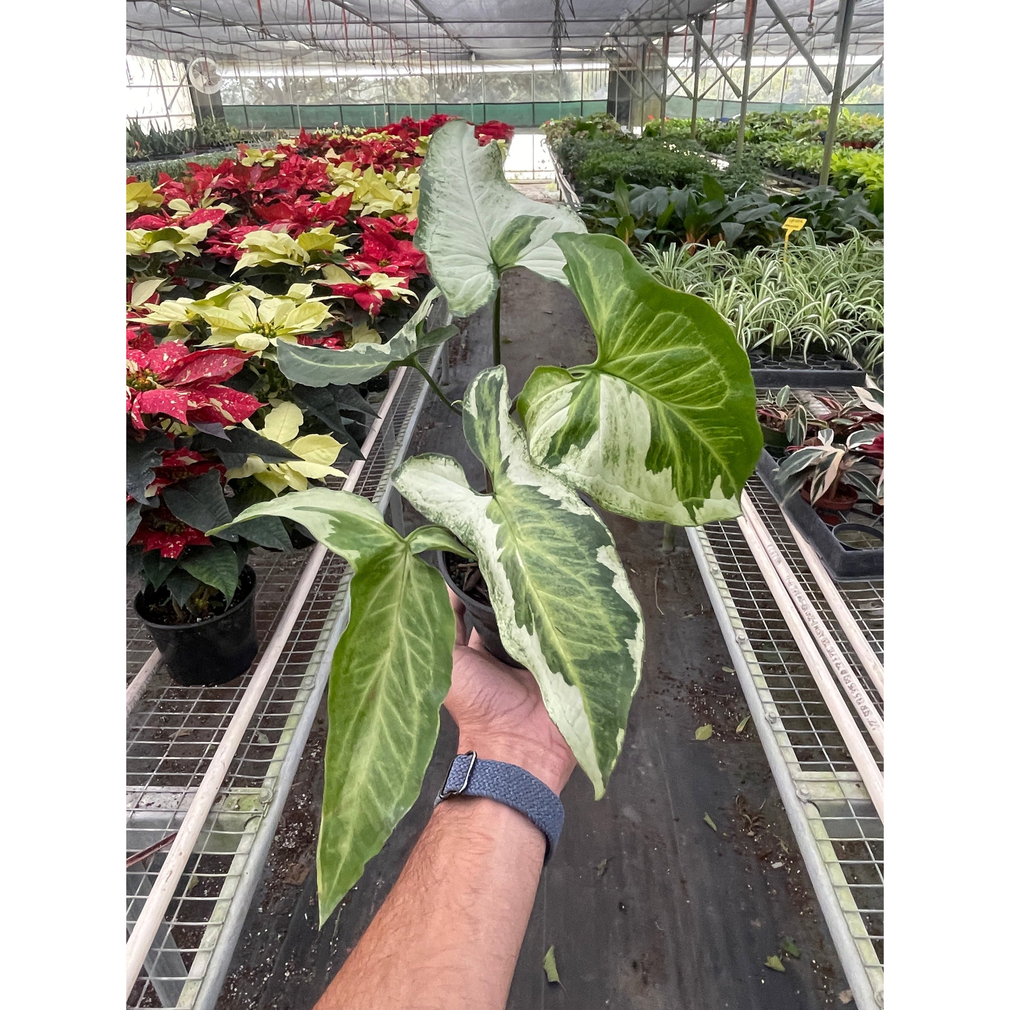 Plants on Sale — House Plant Shop