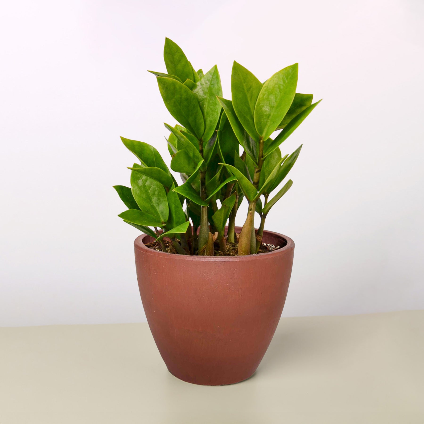Zamioculcas Zamiifolia 'ZZ' | Indoor Plant | Tropical Plant | Potted ...