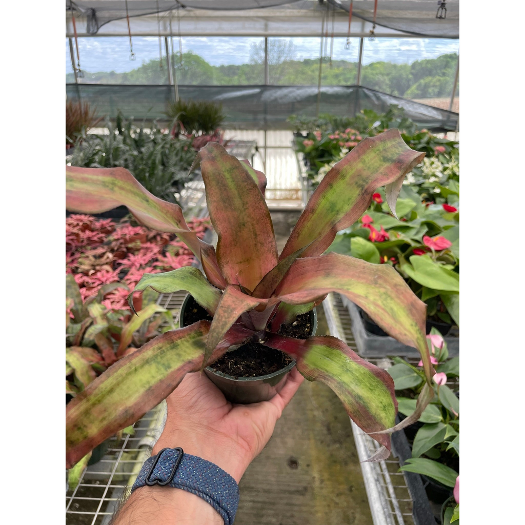 Cryptanthus Care Guide — House Plant Shop