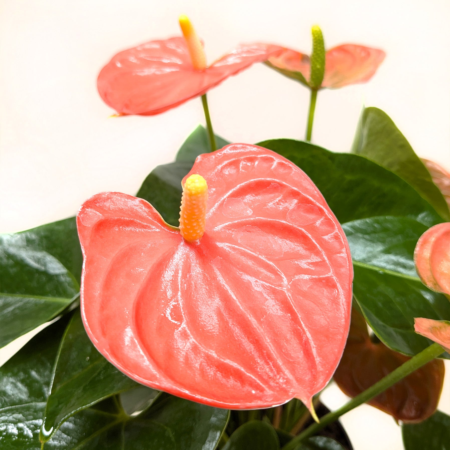Anthurium Plants — House Plant Shop