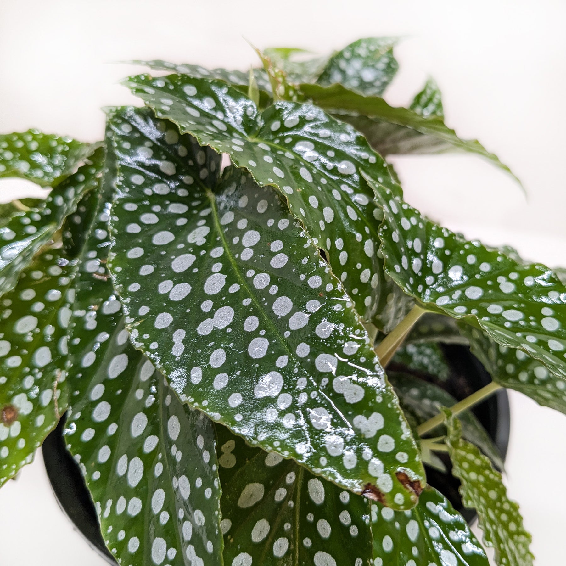 Begonia 'White Ice' — House Plant Shop