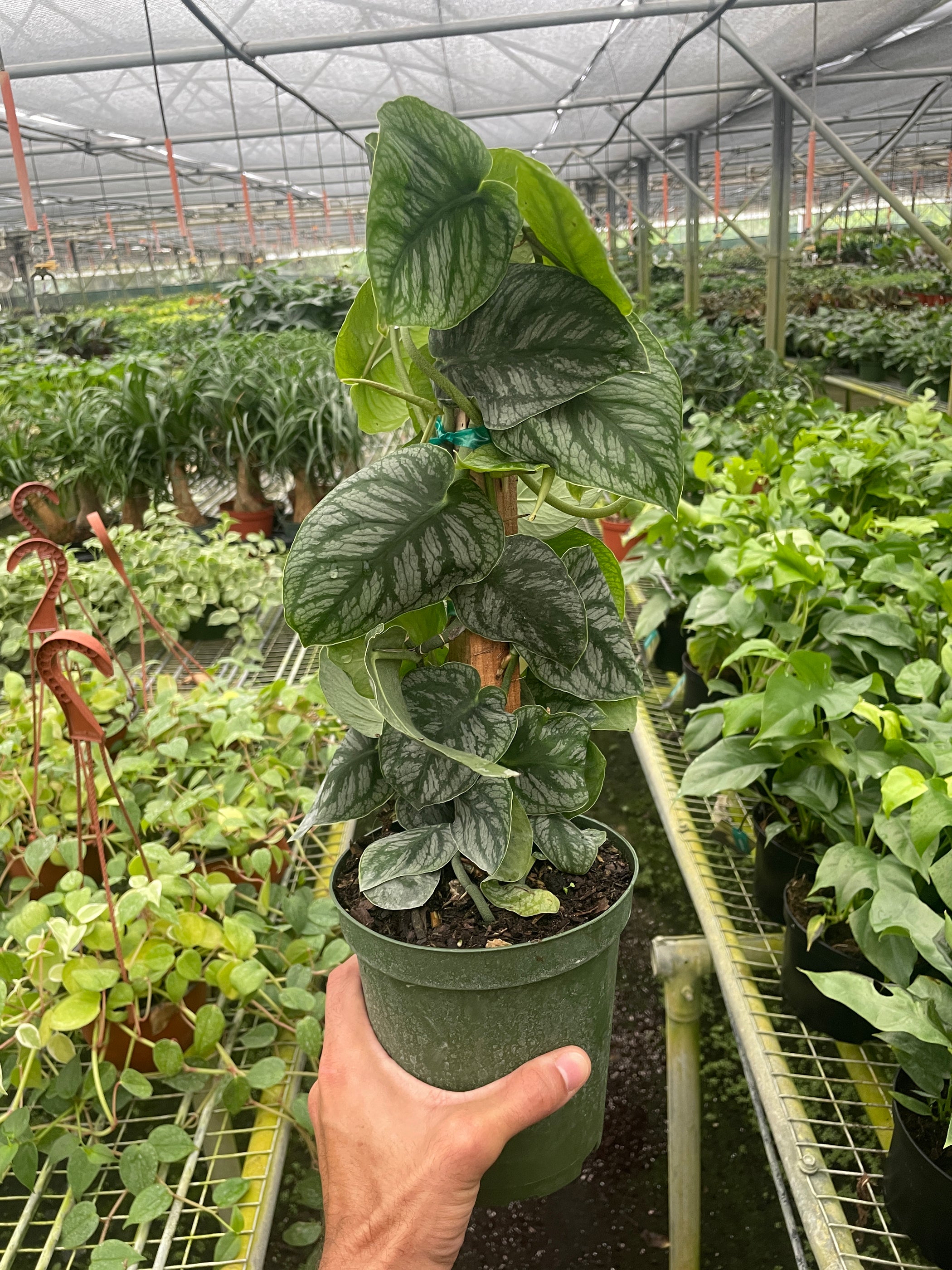 Monstera 'Dubia' (Shingle Plant) - 4" Pot | Indoor Plant | Tropical ...