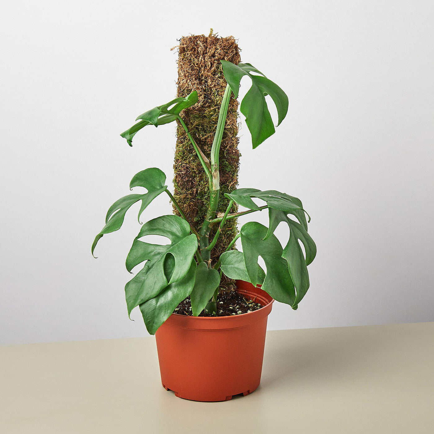Philodendron Mini Monstera Minima | House Plant Shop