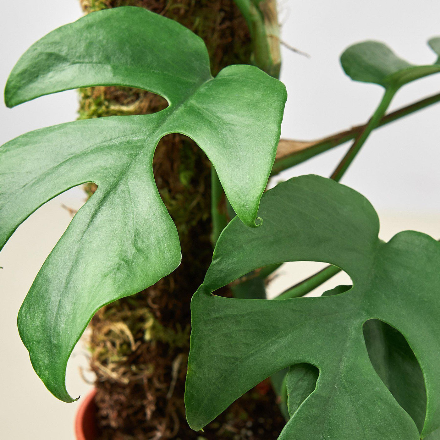 Philodendron Mini Monstera Minima | House Plant Shop