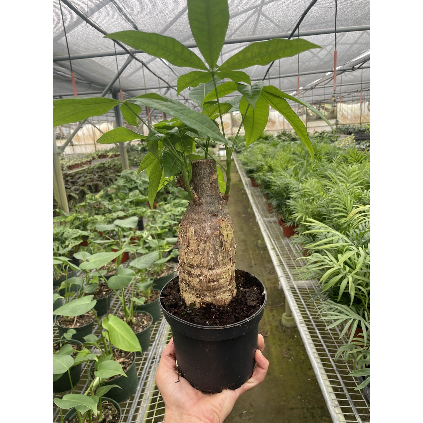 Money Tree Care Guide — House Plant Shop