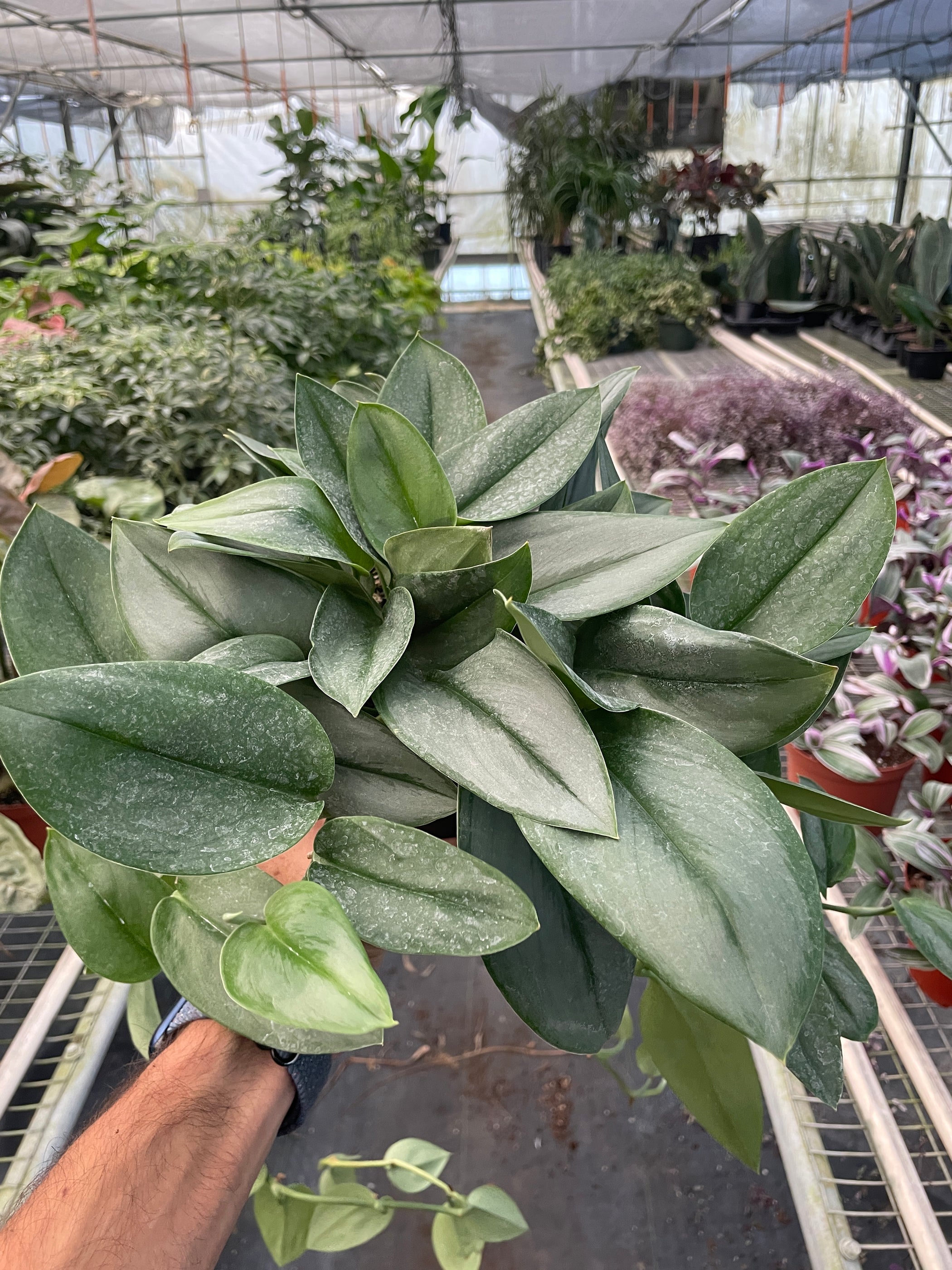 Scindapsus 'Moonlight' | Indoor Plant | Tropical Plant | Potted Plant ...