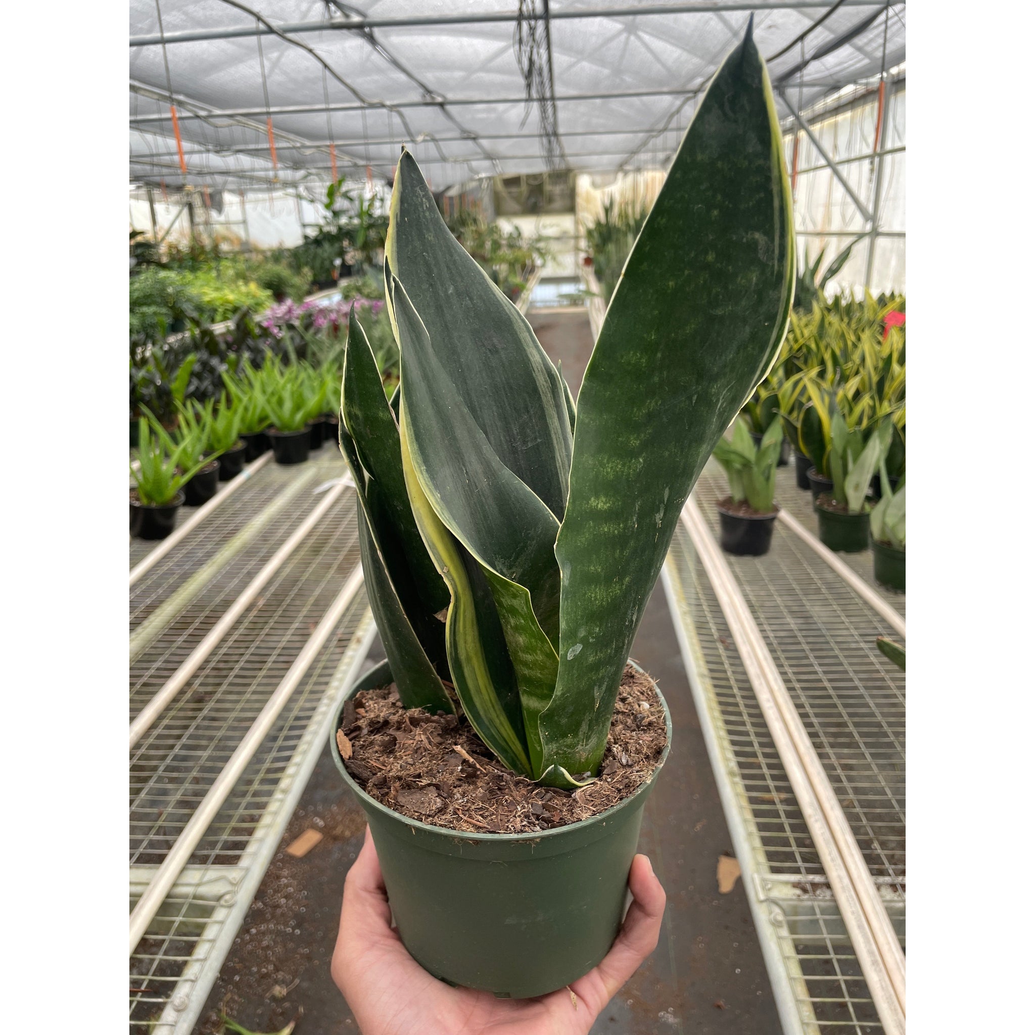 Rare Plants — House Plant Shop