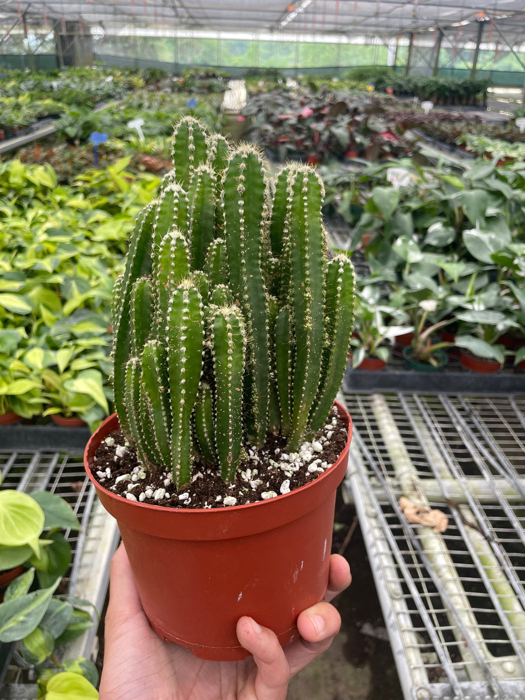 Fairy Castle Cactus | House Plant Wholesale — House Plant Shop