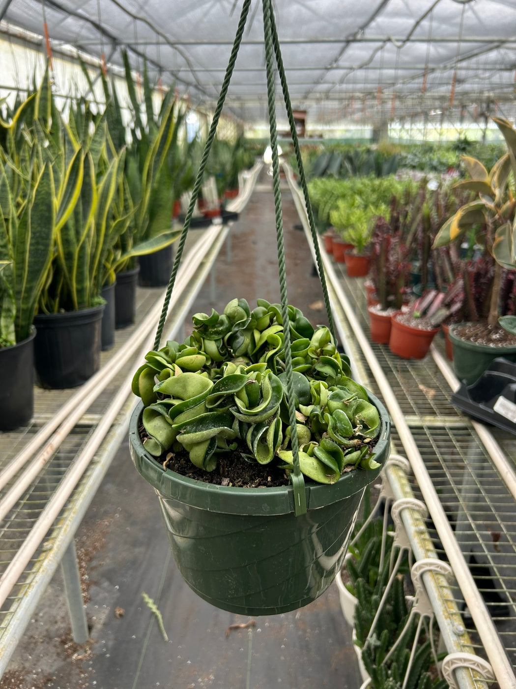 Hoya Rope Plant — House Plant Shop