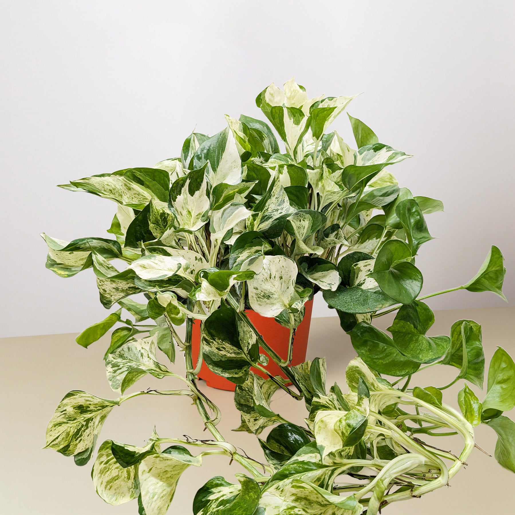 Pothos 'Manjula' | House Plant Wholesale — House Plant Shop