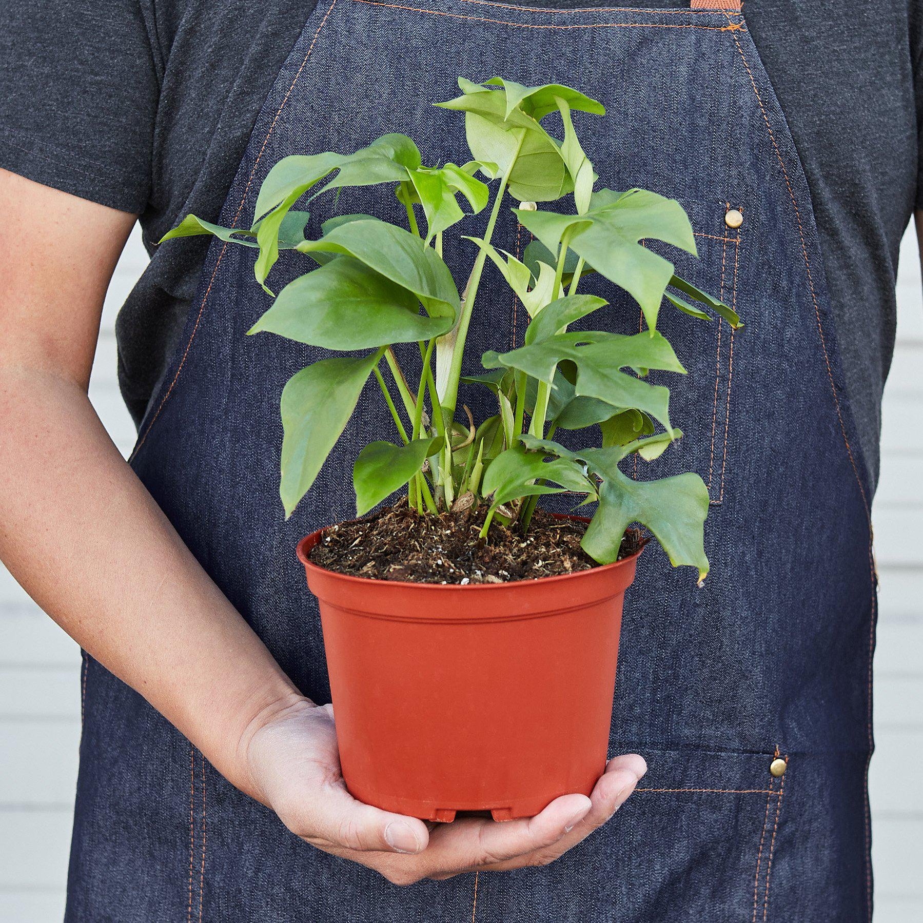 Philodendron Mini Monstera Minima | House Plant Shop