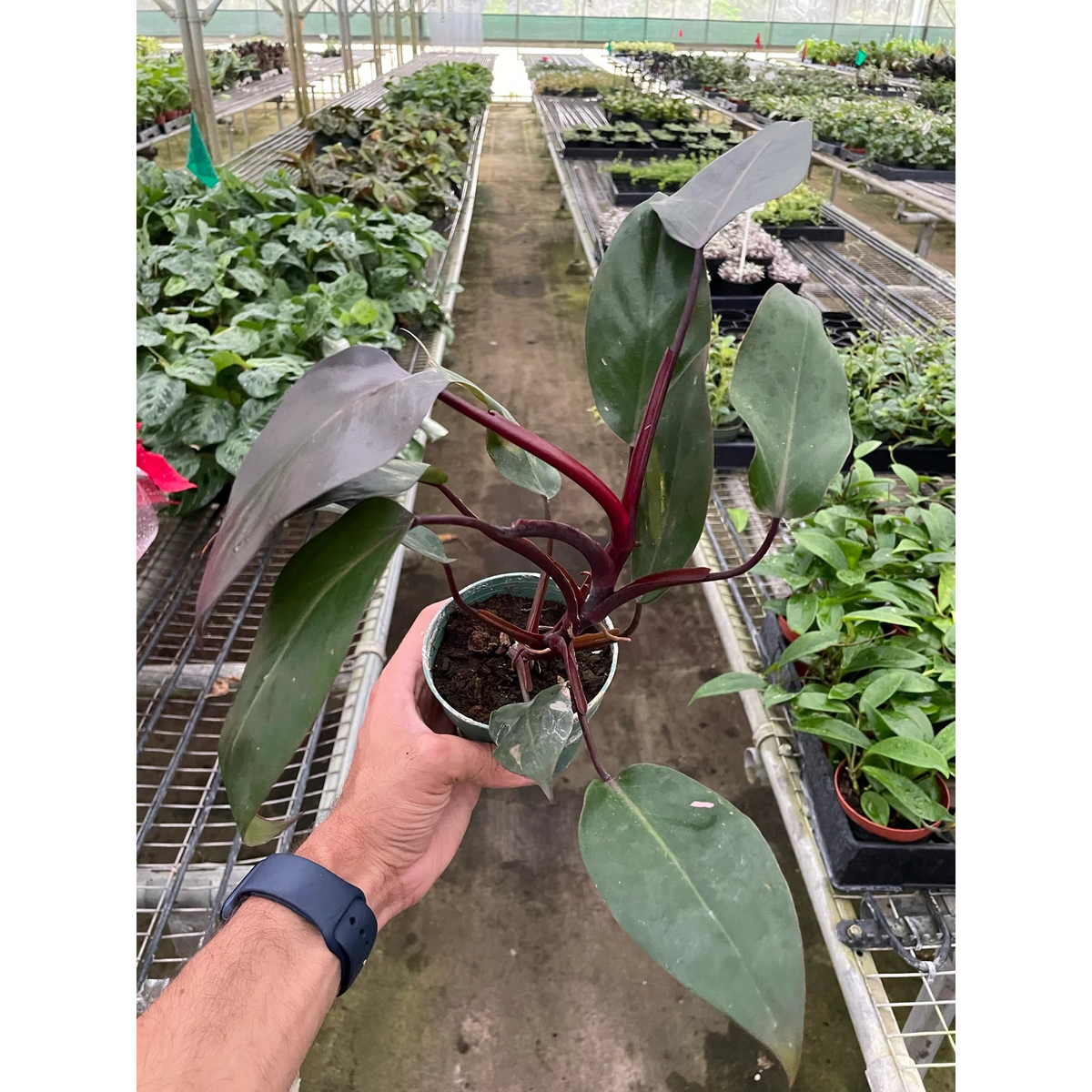 Philodendron 'Burgundy Princess' (Reverted Pink Princess) - B-Grade ...