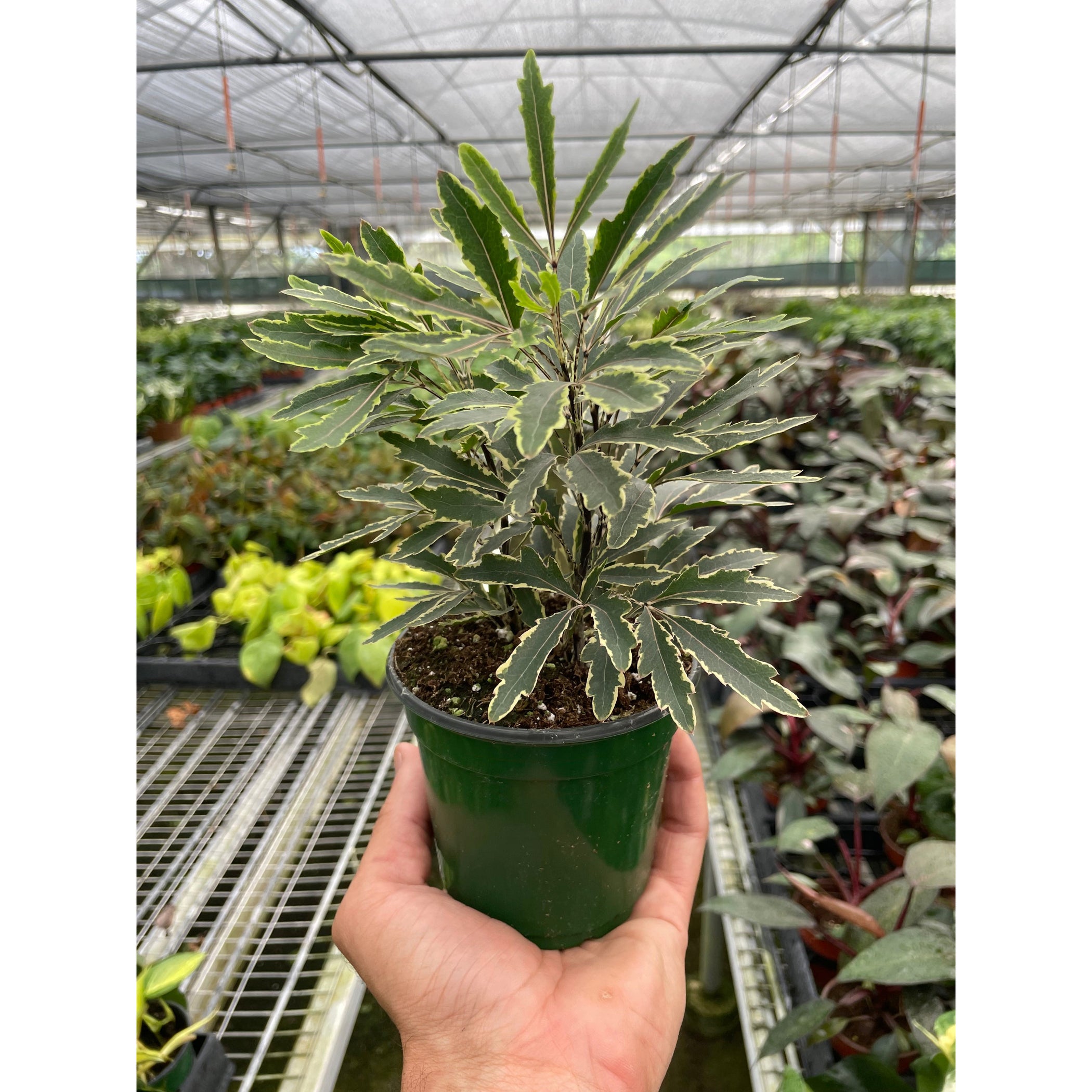 House Plant Shop | Nationwide Free Shipping on all Indoor Plants