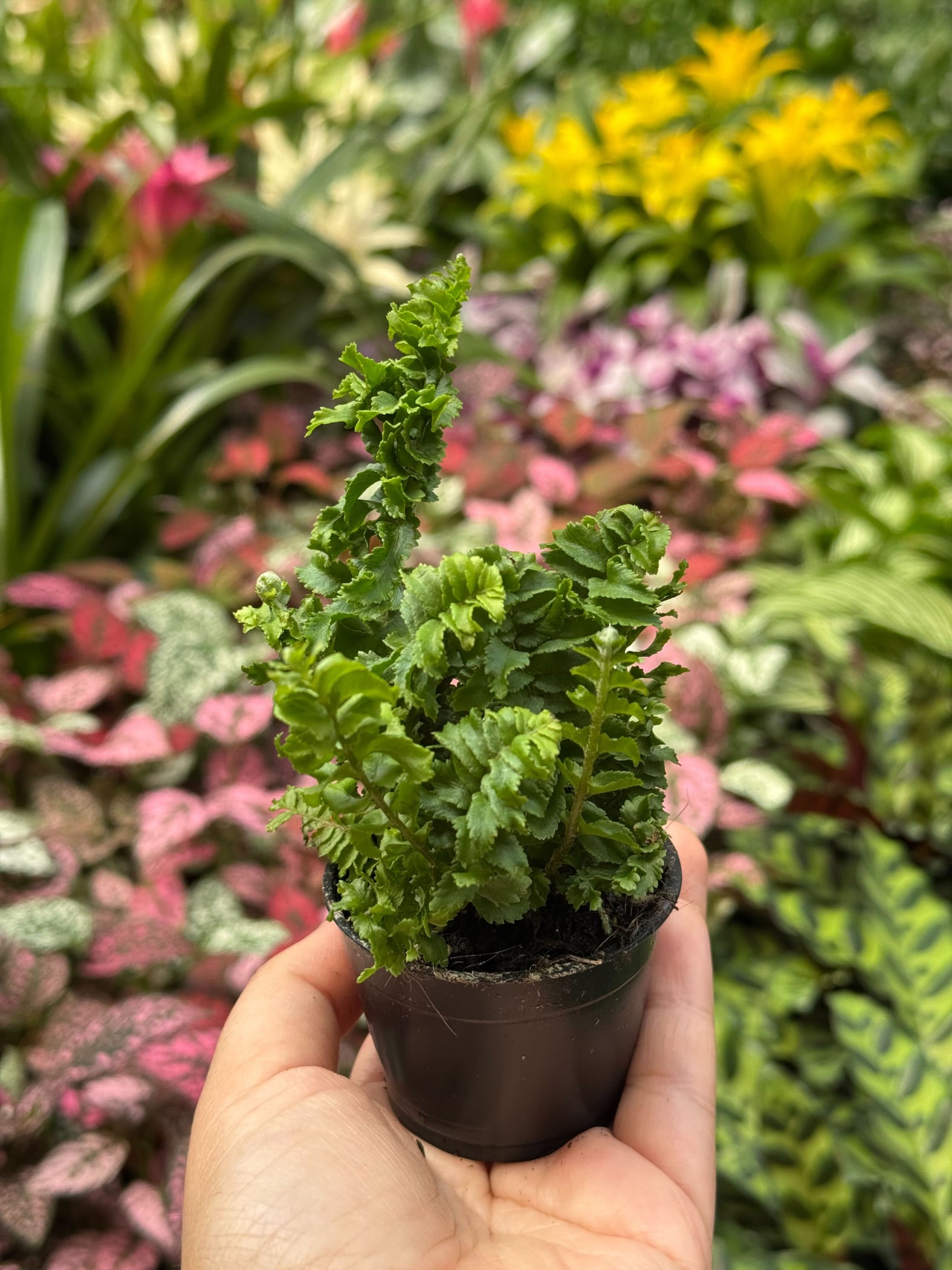 Emina Fern | Indoor Plant | Tropical Plant | Potted Plant | House Plant ...