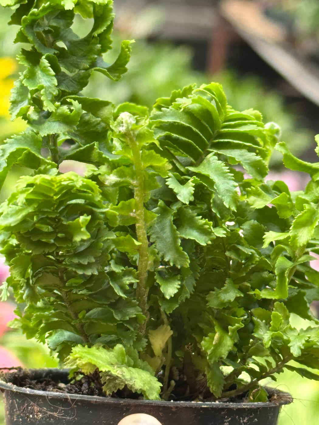 Emina Fern | Indoor Plant | Tropical Plant | Potted Plant | House Plant ...