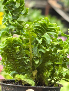 Emina Fern | Indoor Plant | Tropical Plant | Potted Plant | House Plant ...