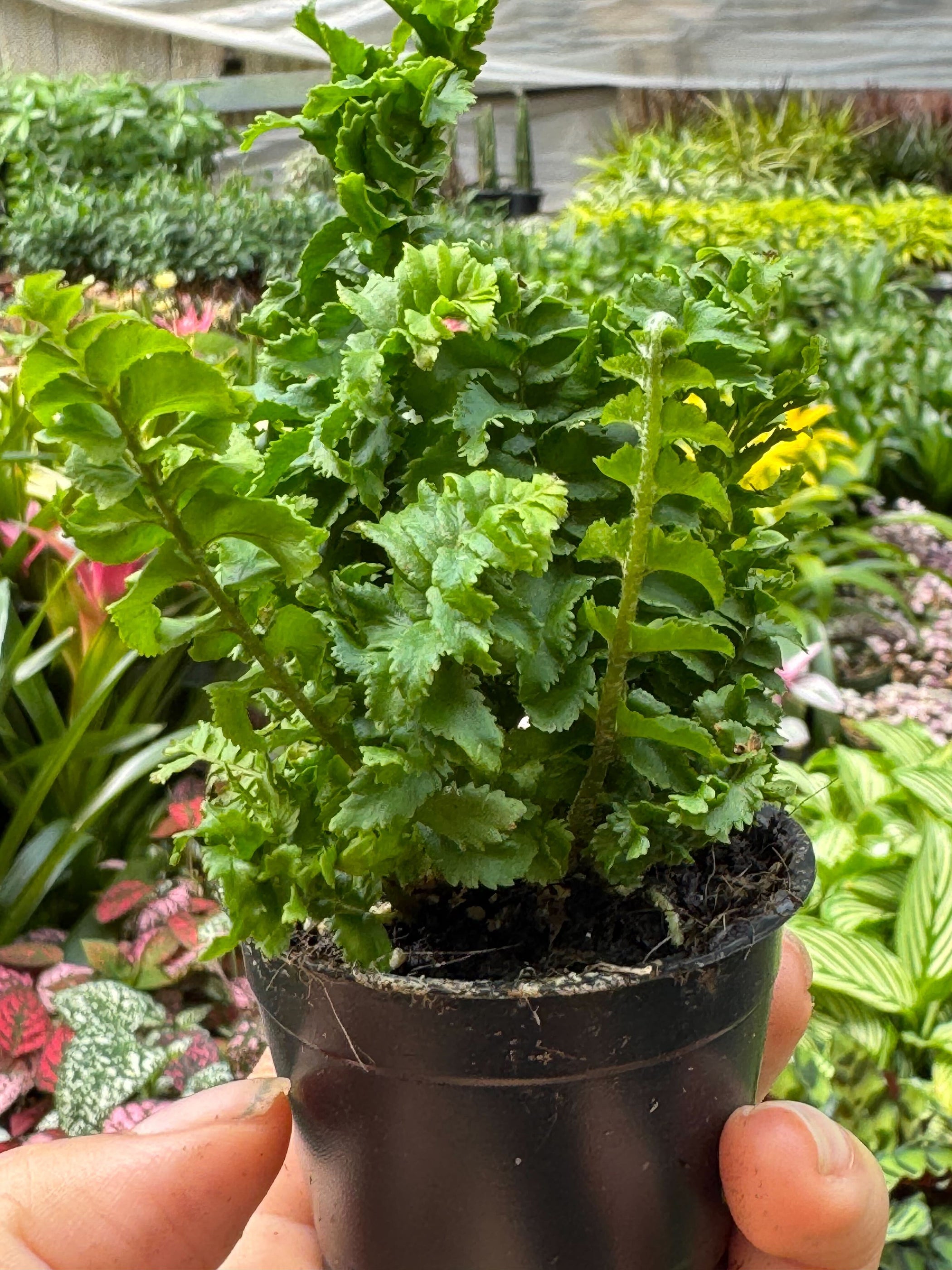 Emina Fern | Indoor Plant | Tropical Plant | Potted Plant | House Plant ...