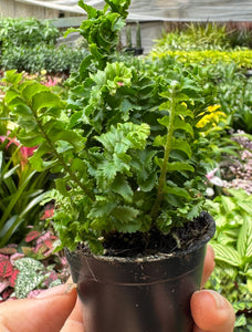 Emina Fern | Indoor Plant | Tropical Plant | Potted Plant | House Plant ...