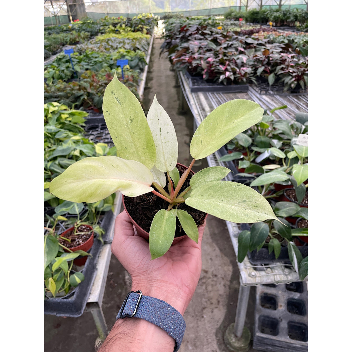 Philodendron 'Snowdrift' | Indoor Plant | Tropical Plant | Potted Plant ...