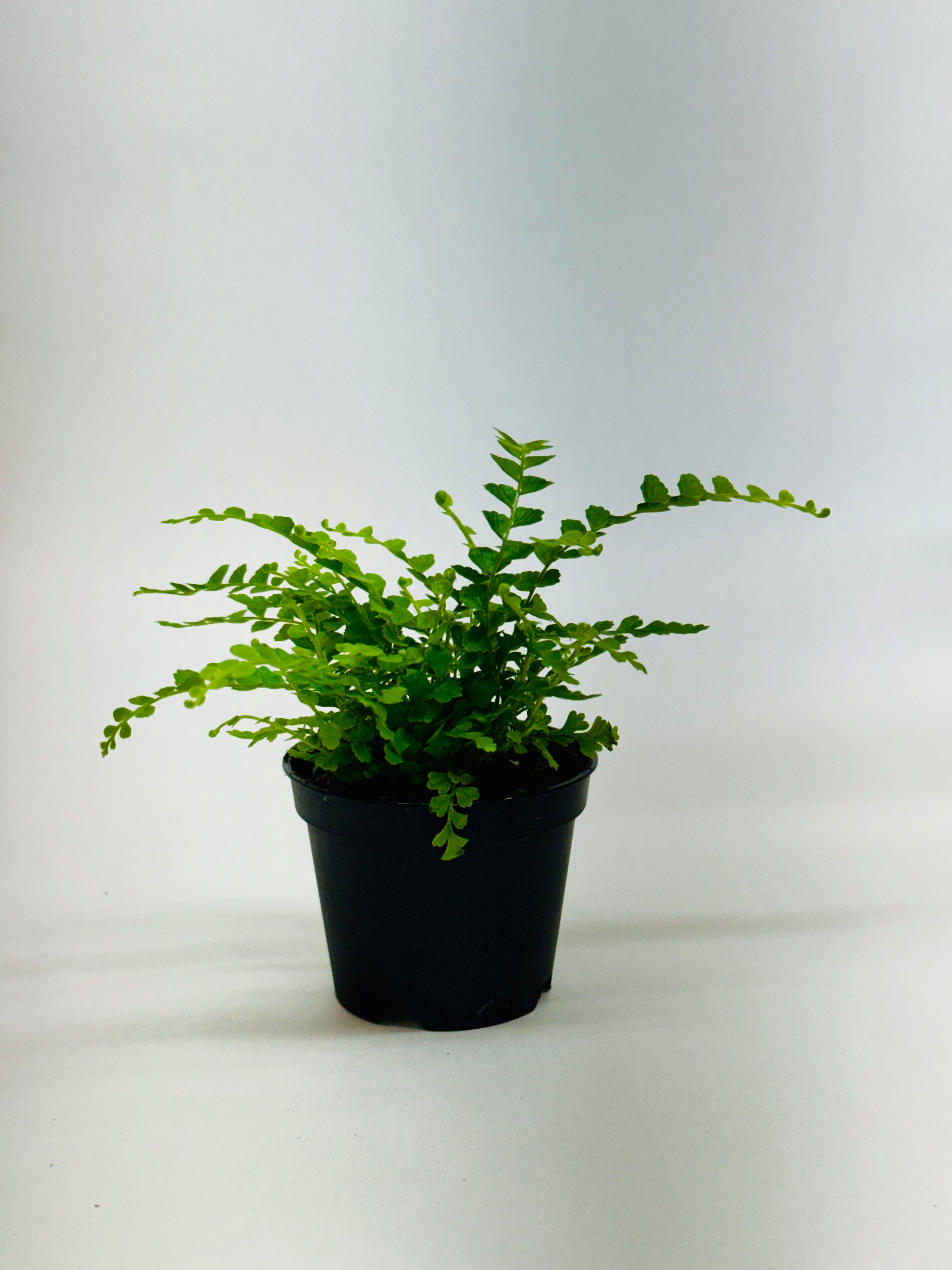 Lemon Button Fern | Indoor Plant | Tropical Plant | Potted Plant ...