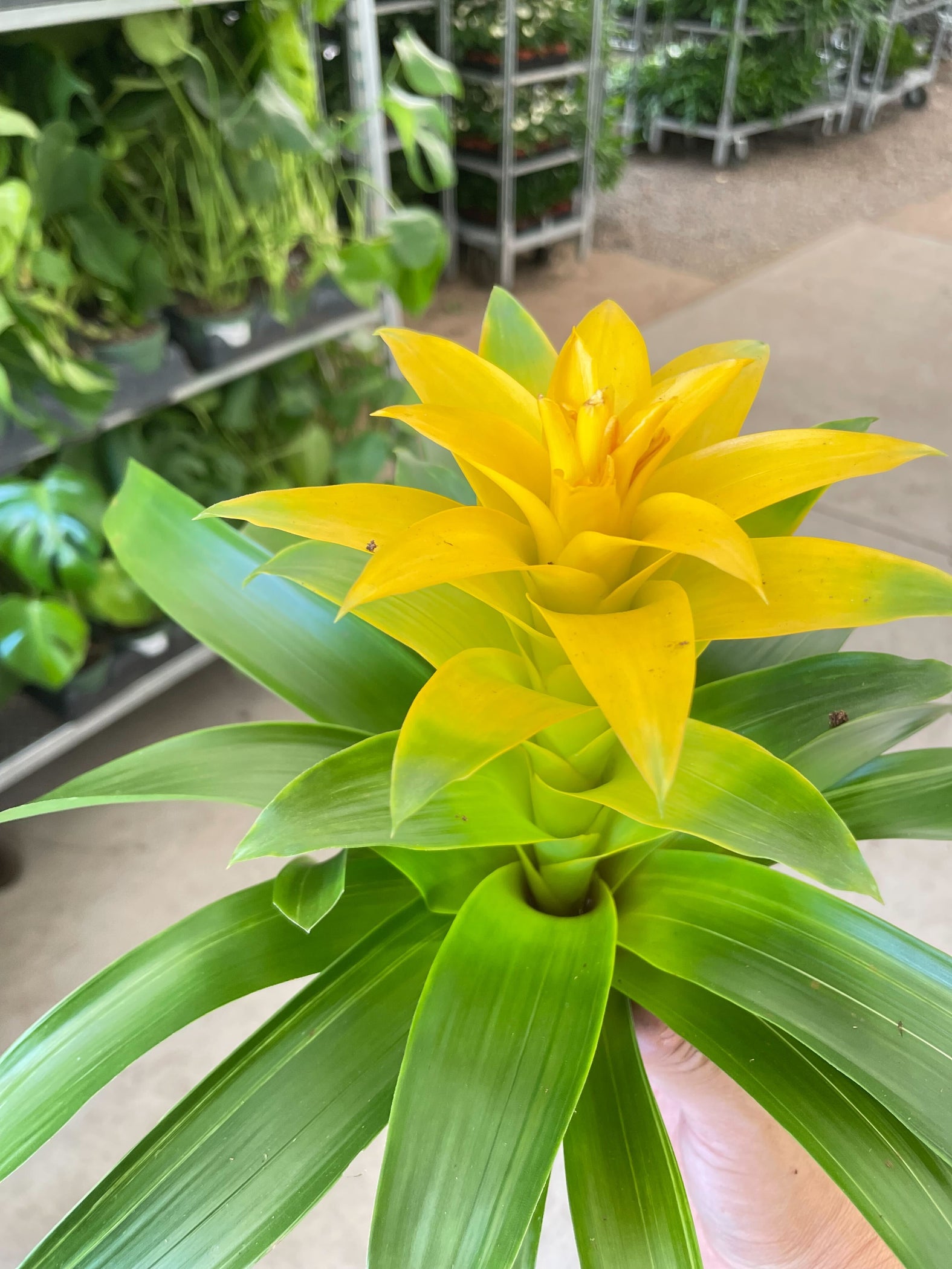 Bromeliad Guzmania 'Yellow' - 4" Pot | Indoor Plant | Tropical Plant ...