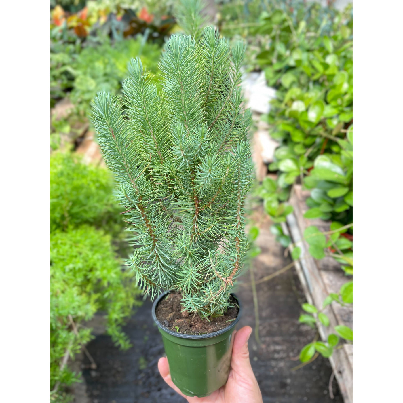 Blue Pine Trees | House Plant Shop