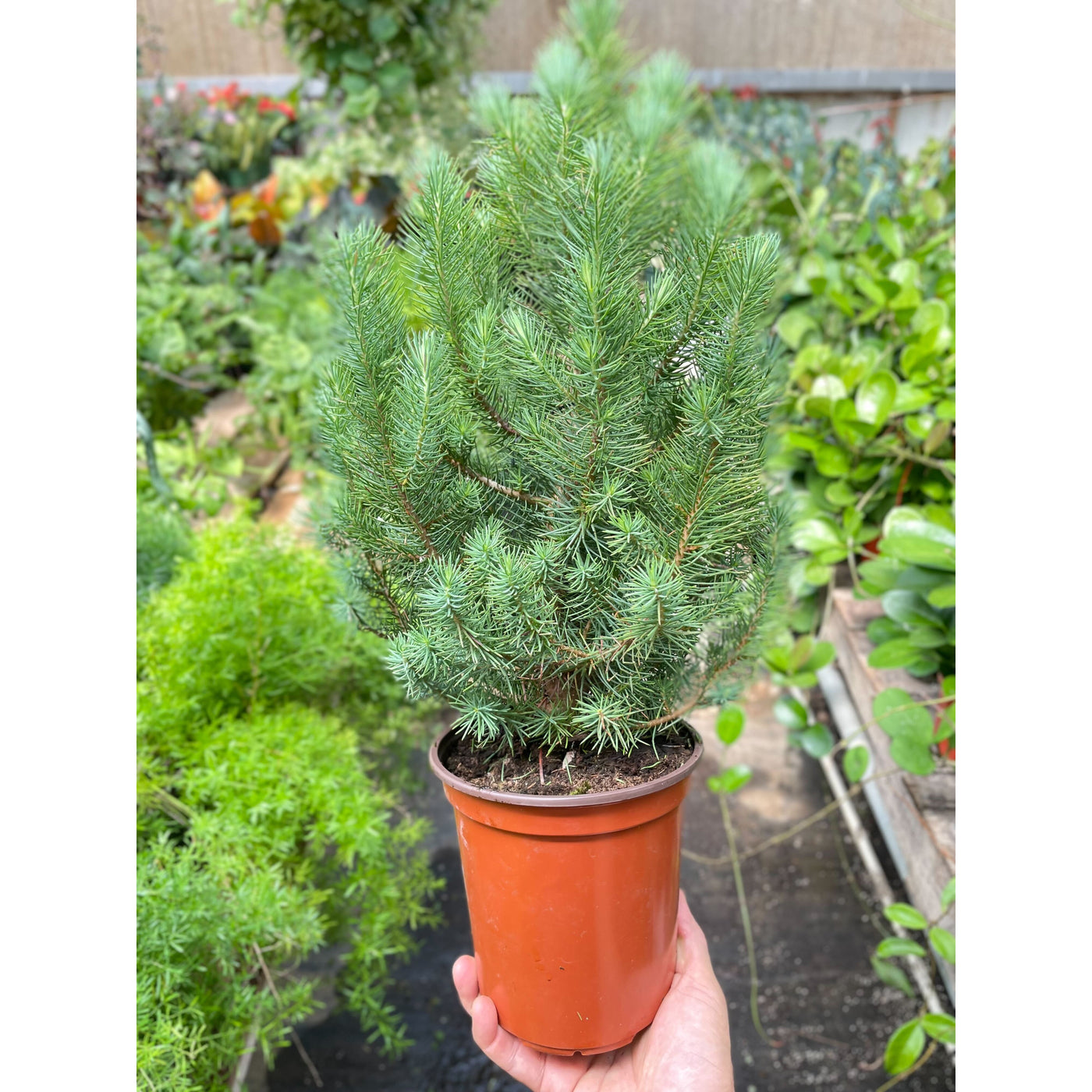 Blue Pine Trees — House Plant Shop