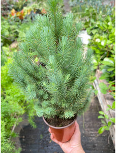 House Plant Shop | Nationwide Free Shipping on all Indoor Plants