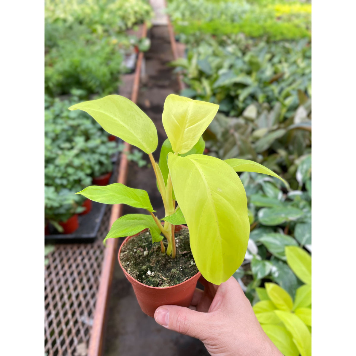 Philodendron Golden Goddess - 4" Pot — House Plant Shop