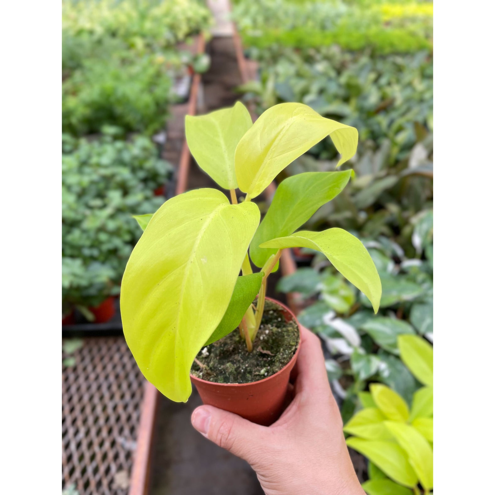 Philodendron Golden Goddess - 4" Pot — House Plant Shop