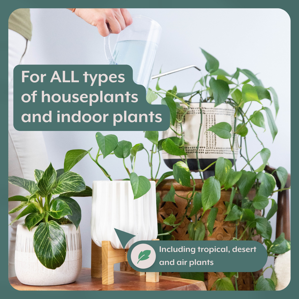 Bundles — House Plant Shop