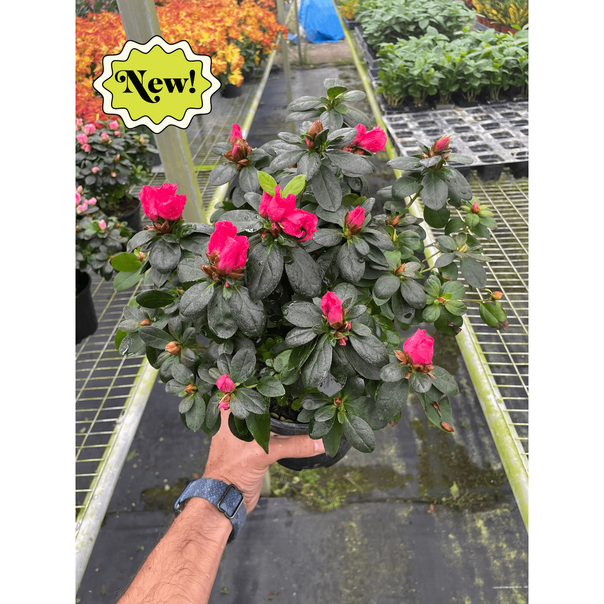 Azalea (Rhododendron) — House Plant Shop