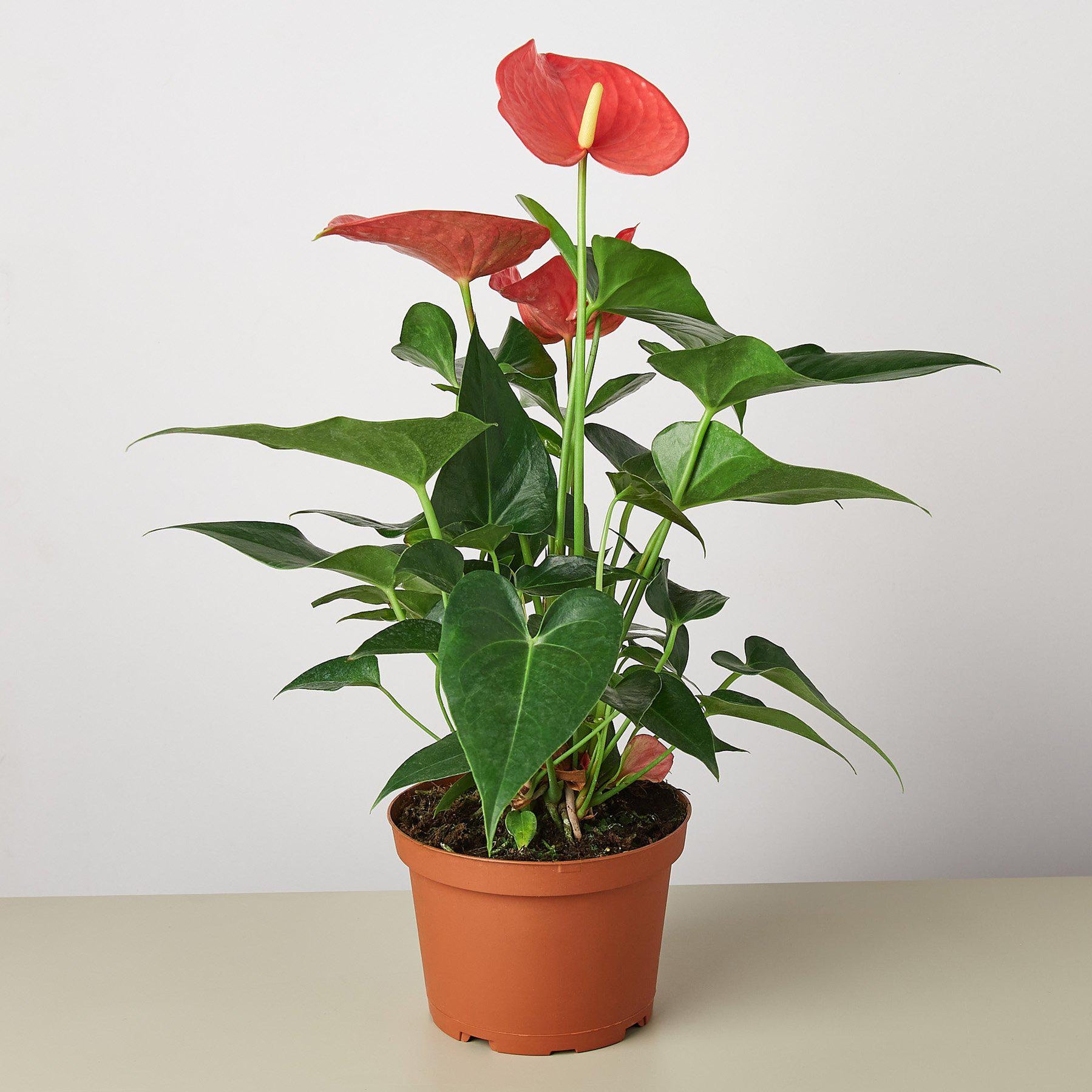 Anthurium 'Pink' | Indoor Plant | Tropical Plant | Potted Plant | House ...